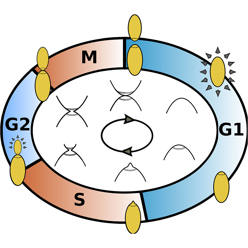 Temporal Clustering In Cell Cycle Dynamics