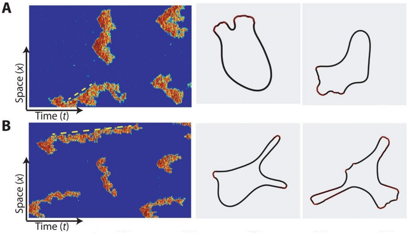 Waves in a Stochastic Cell Motility Model