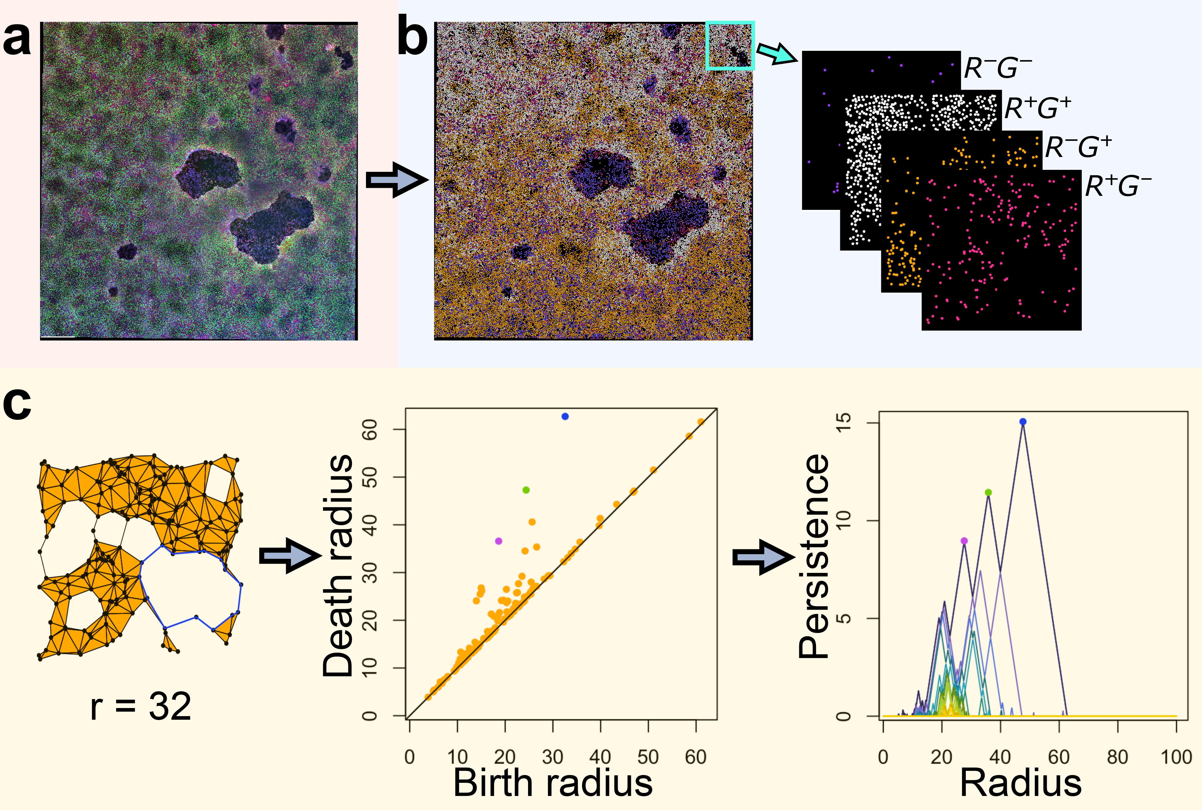 Topological Data Analysis of Pattern Formation in 2D Multichannel ...