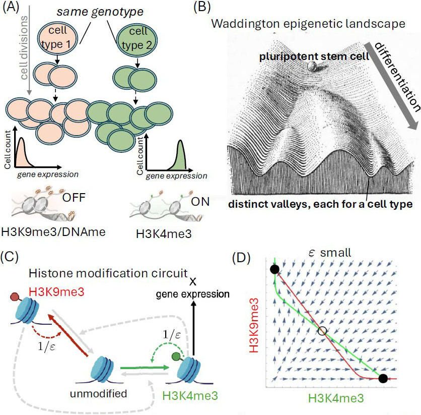 Epigenetic Memory: Binary or Analog?